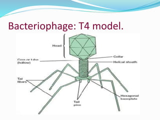 Bacteriophage | PPTX