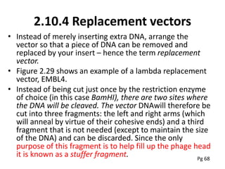 Bacteriophage | PPTX
