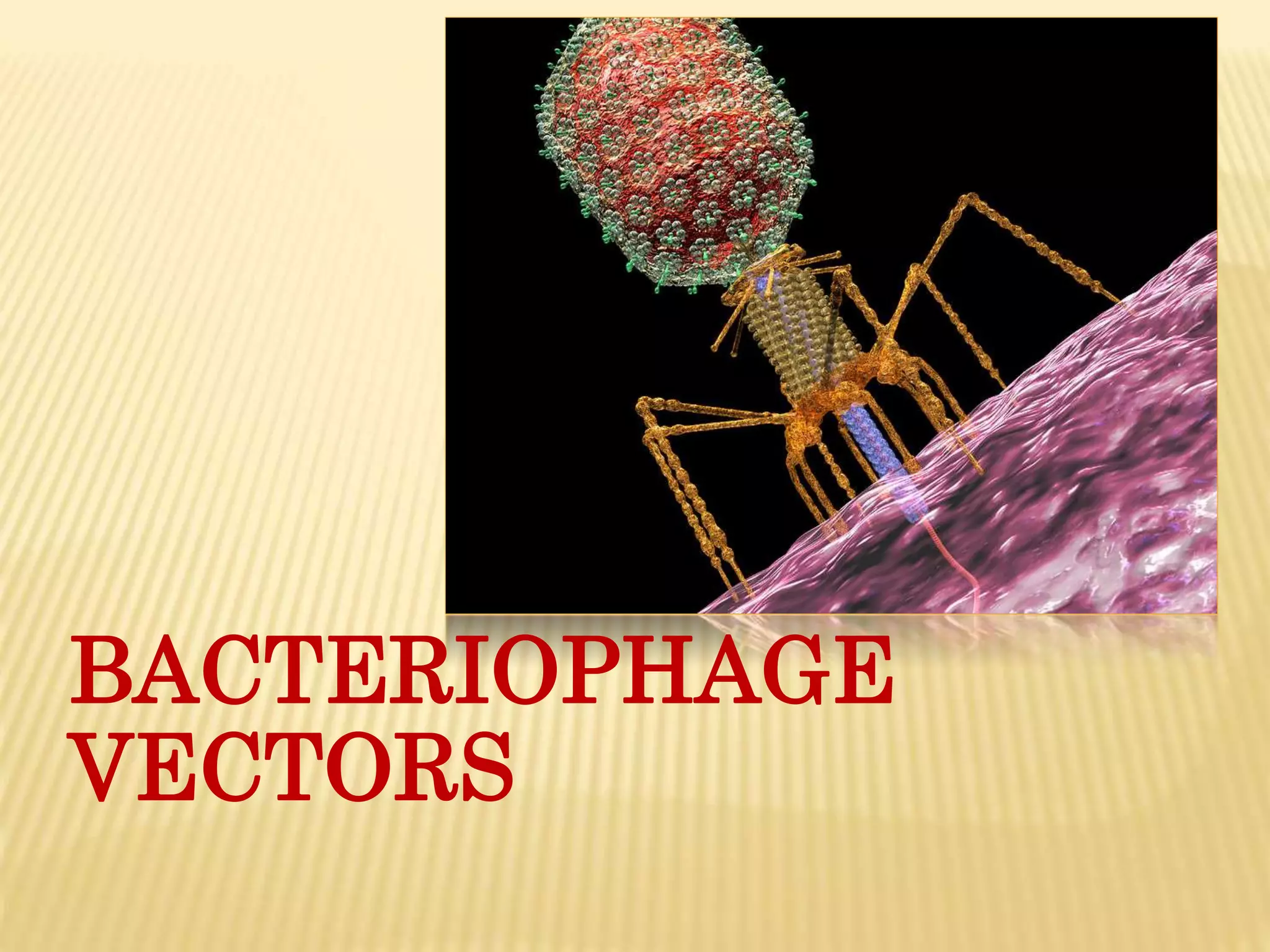Bacteriophage vectors | PPTX