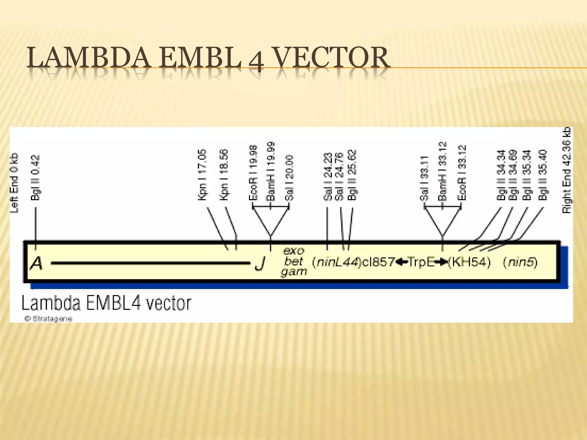 Bacteriophage vectors | PPTX