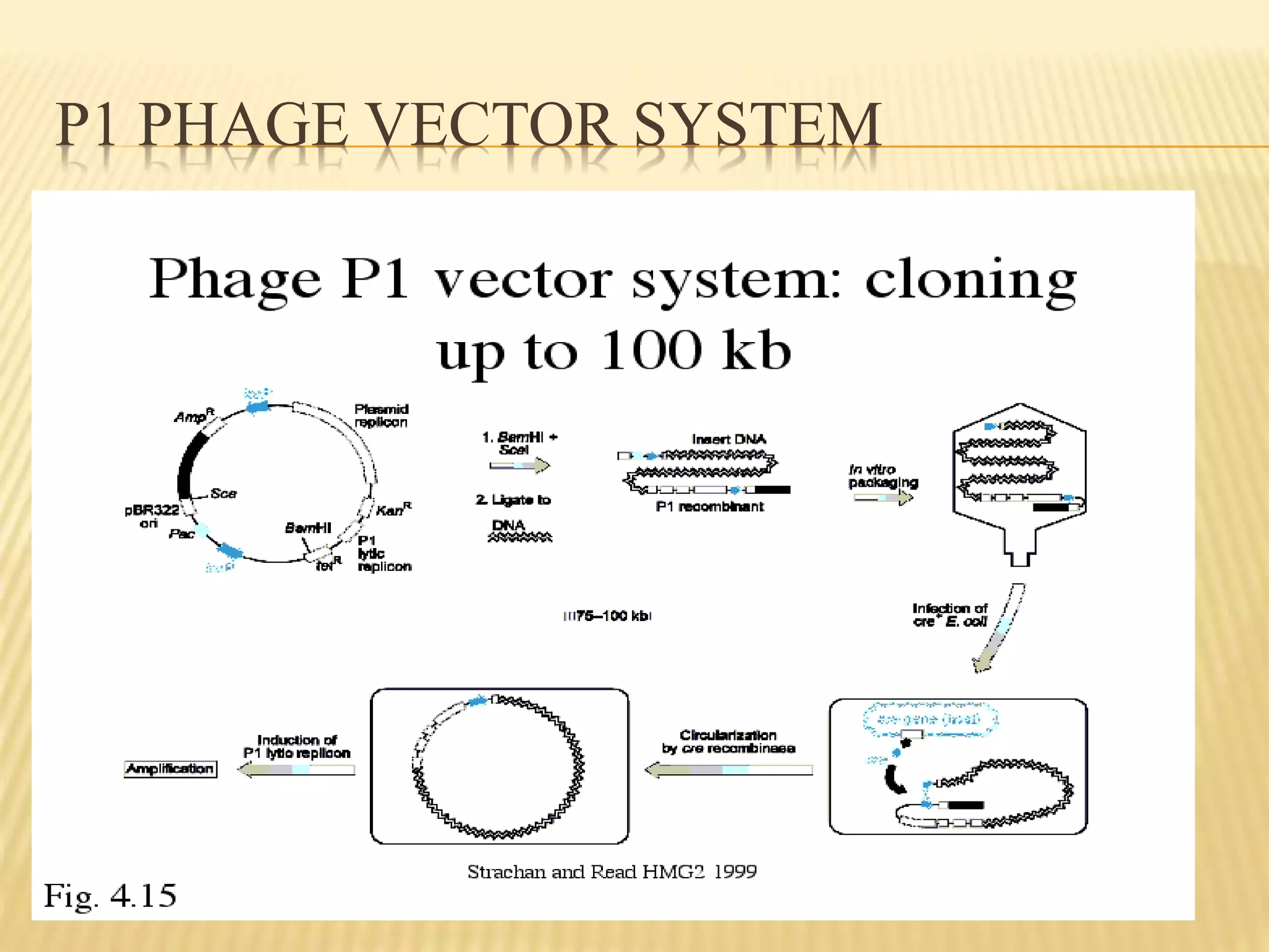 Bacteriophage vectors | PPTX
