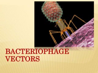 Bacteriophage vectors | PPTX