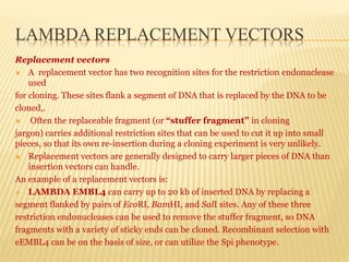 Bacteriophage vectors | PPTX