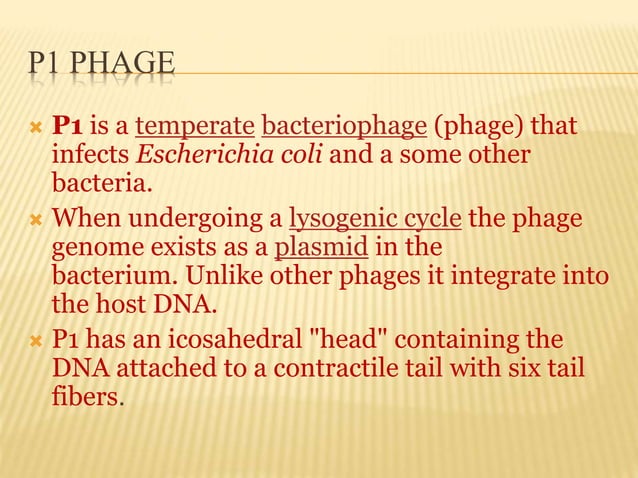 Bacteriophage vectors | PPTX | Biological Sciences | Science