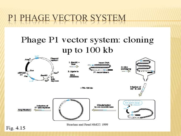 Bacteriophage vectors | PPTX | Biological Sciences | Science