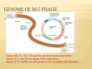 Bacteriophage vectors | PPTX