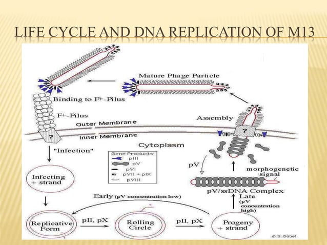Bacteriophage vectors | PPTX | Biological Sciences | Science