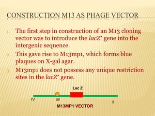 Bacteriophage vectors | PPTX