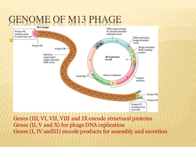 Bacteriophage vectors