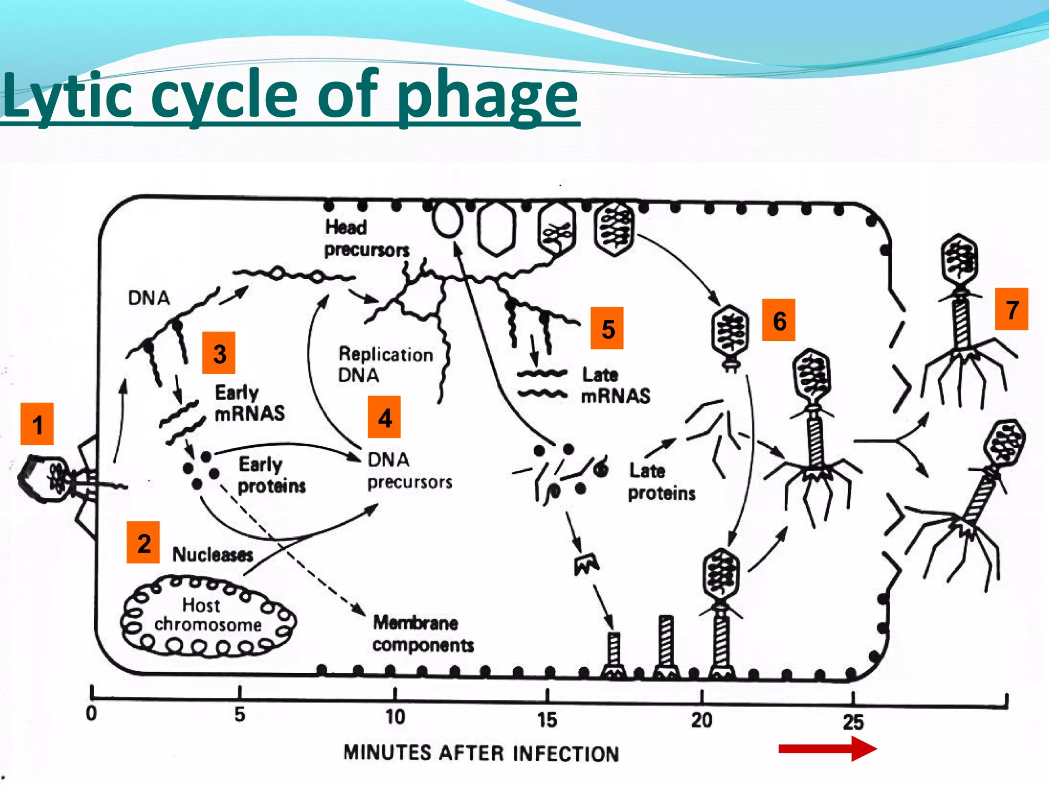 Bacteriophage | PPT