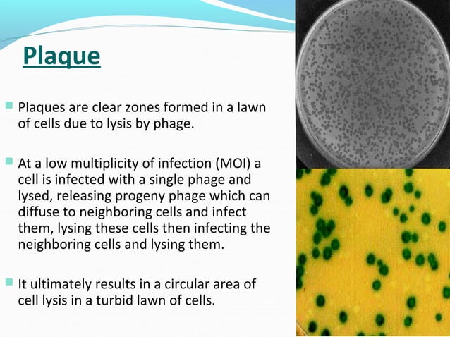 Bacteriophage | PPT