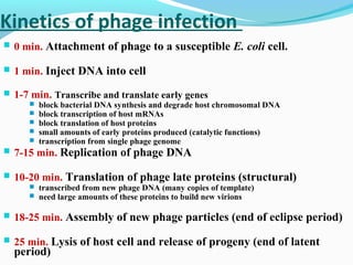 Bacteriophage | PPT