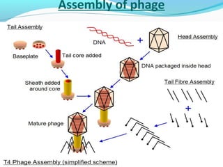 Bacteriophage | PPT