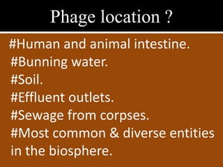 Bacteriophage | PPTX