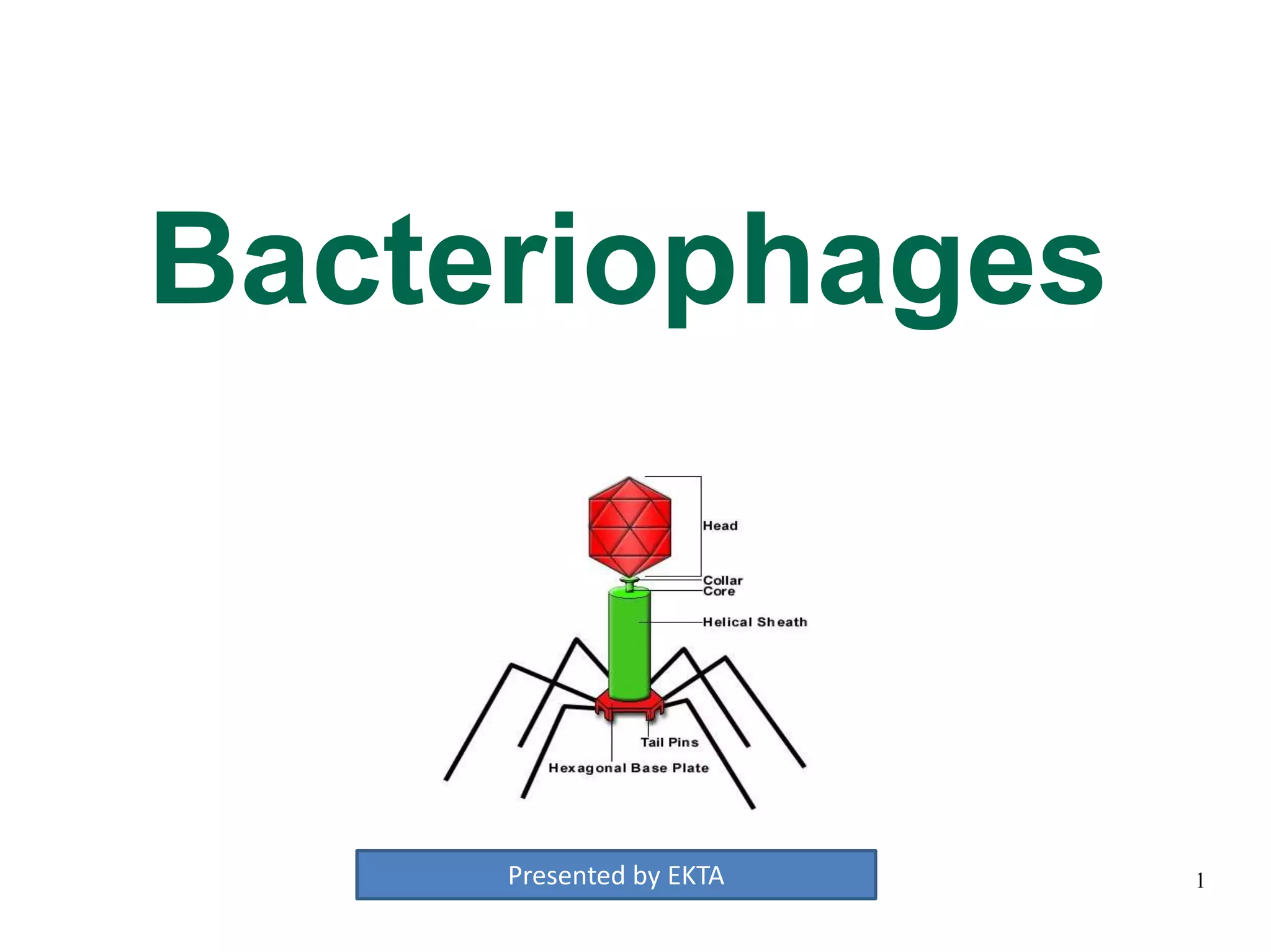 Bacteriophage | PPTX | Infectious Diseases | Diseases and Conditions