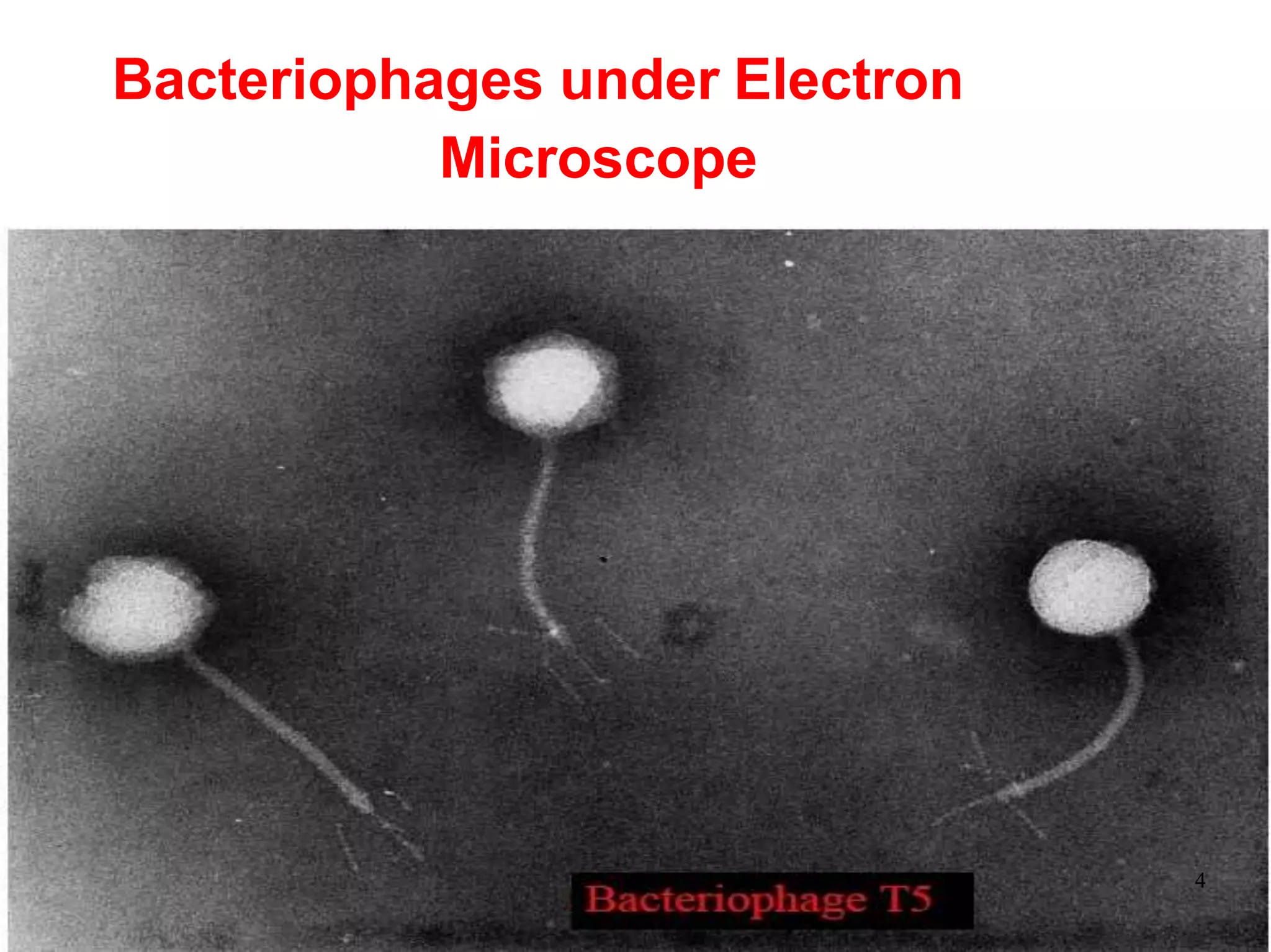 Bacteriophage | PPTX | Infectious Diseases | Diseases and Conditions
