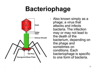 Bacteriophage | PPTX | Infectious Diseases | Diseases and Conditions