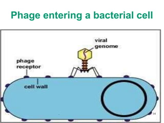 Bacteriophage | PPTX | Infectious Diseases | Diseases and Conditions