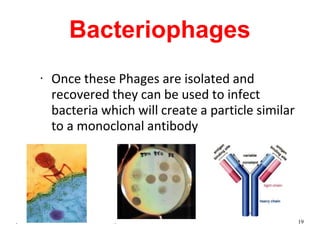 Bacteriophage | PPTX | Infectious Diseases | Diseases and Conditions