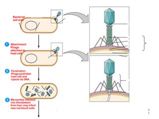 Bacteriophage | PPTX | Infectious Diseases | Diseases and Conditions