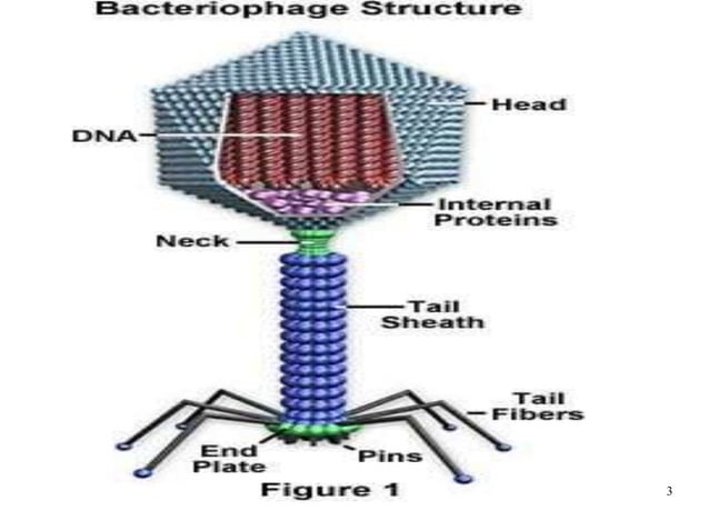 Bacteriophage | PPTX | Infectious Diseases | Diseases and Conditions