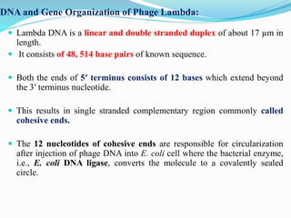 Bacteriophage replication and life cycle | PPTX