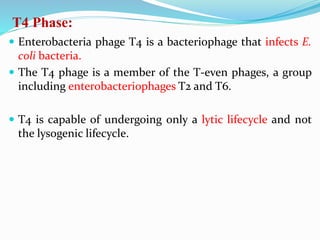 Bacteriophage replication and life cycle | PPTX
