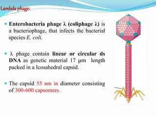 Bacteriophage replication and life cycle | PPTX