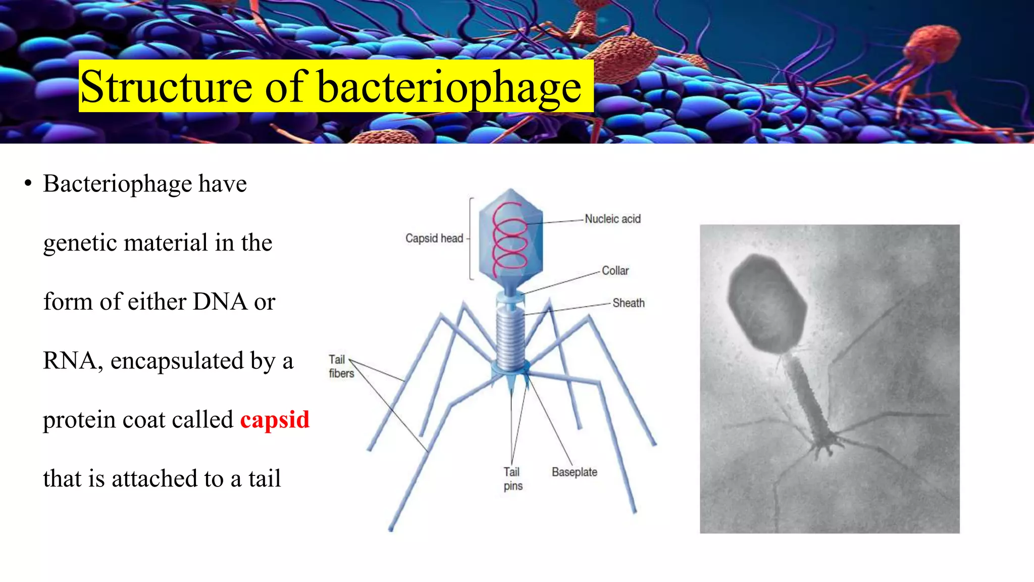 Bacteriophage | PPTX