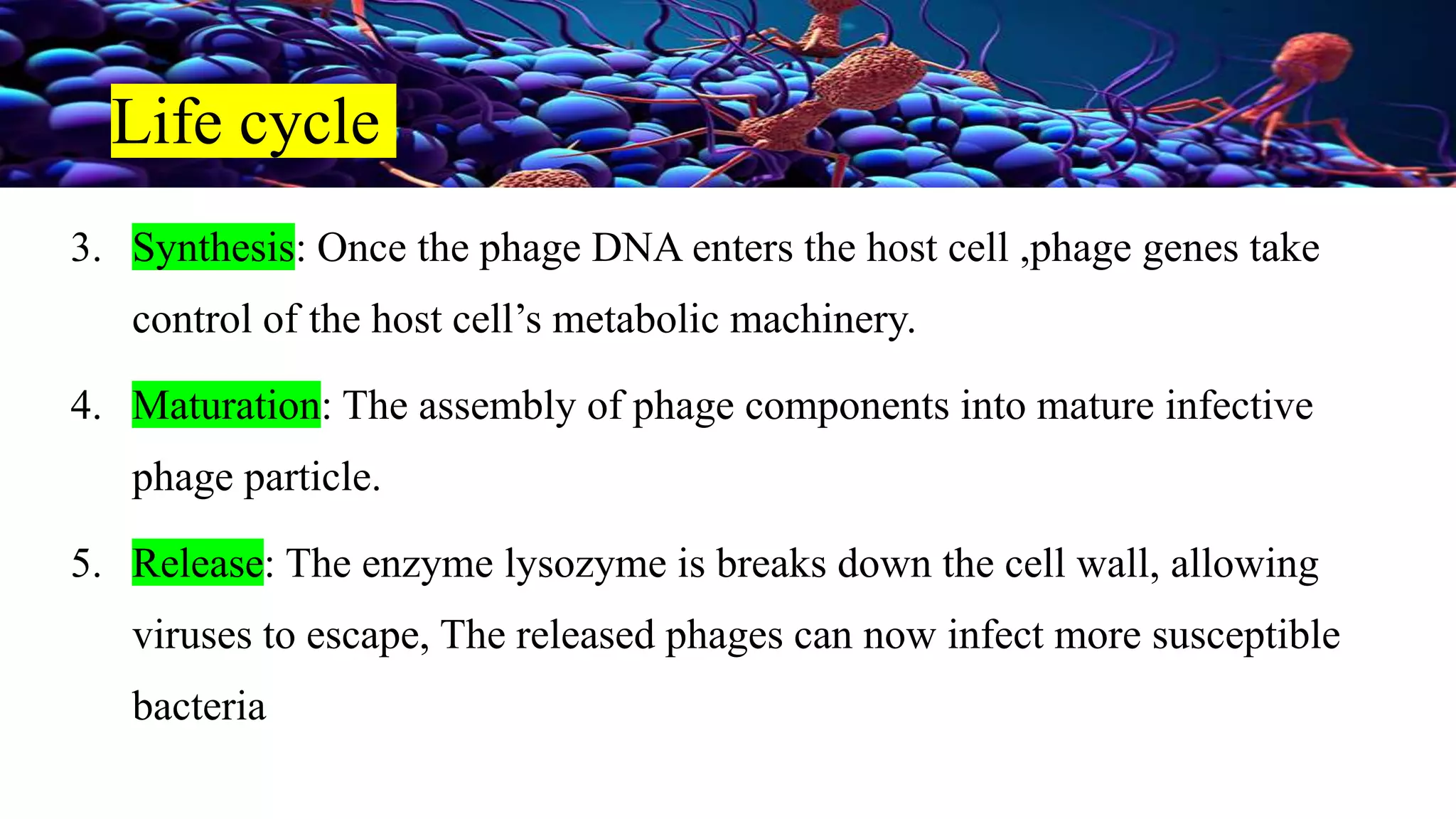 Bacteriophage | PPTX