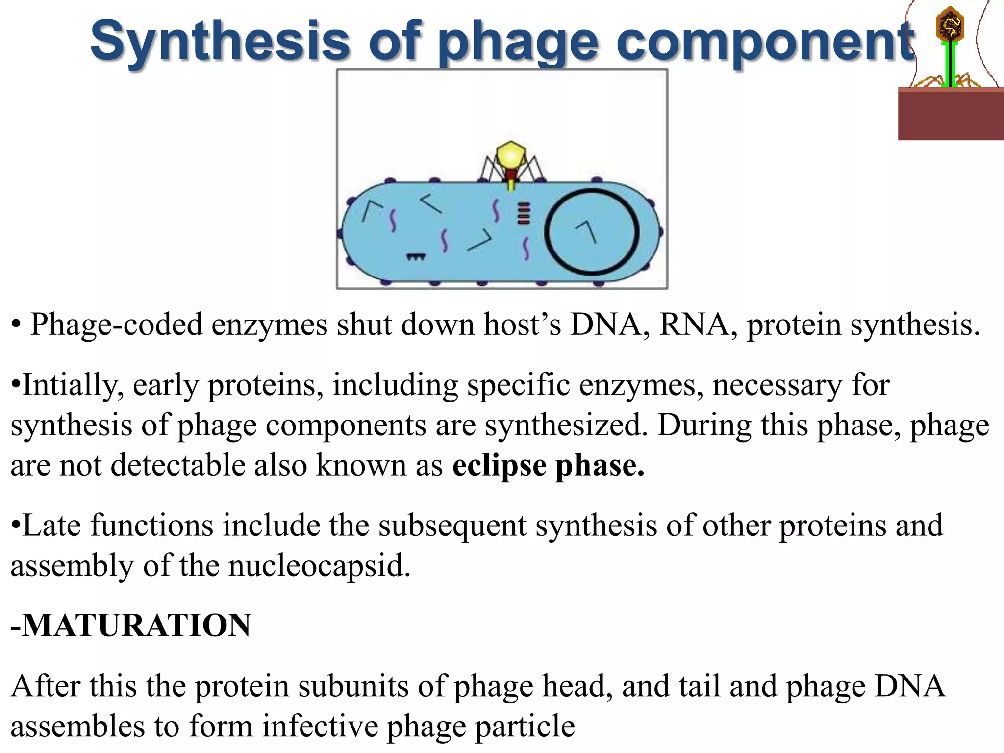 bacteriophage.ppt