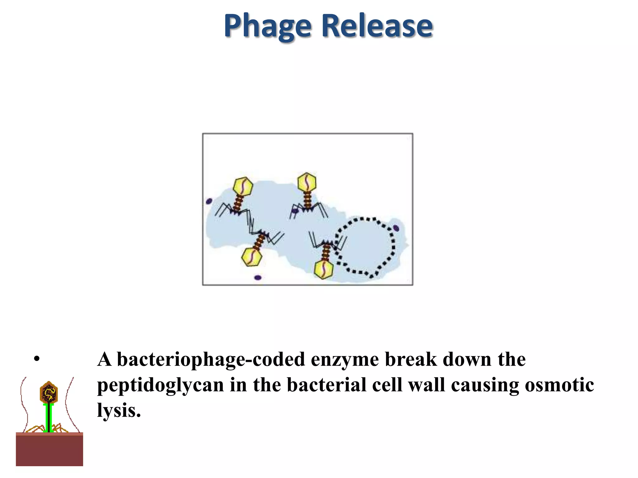 bacteriophage.ppt