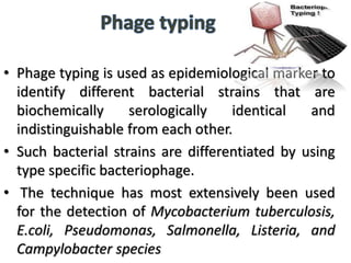 bacteriophage.ppt