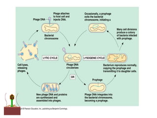 Bacteriophage Lytic Cycle