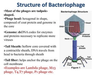 Bacteriophage Virus Structure