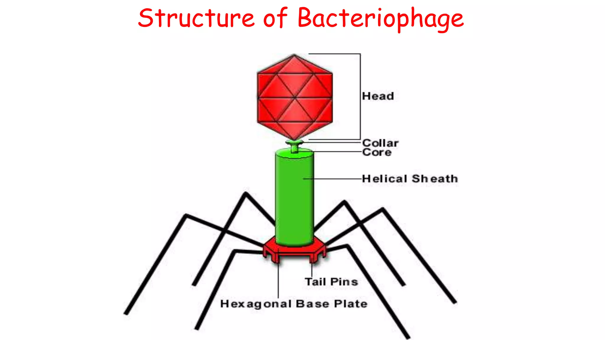BACTERIOPHAGE.pptx
