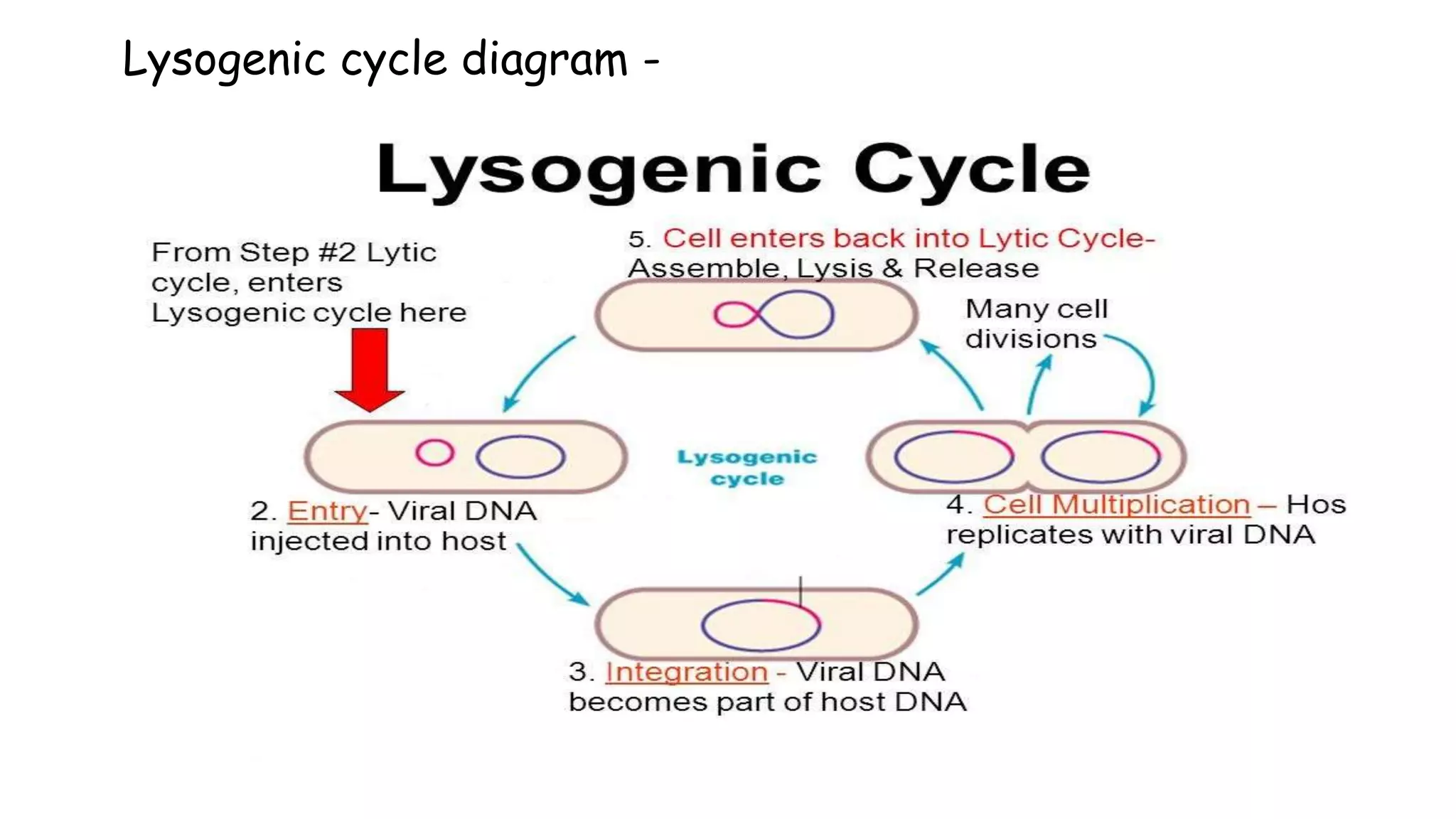 Lytic Cycle Diagram 5 Steps