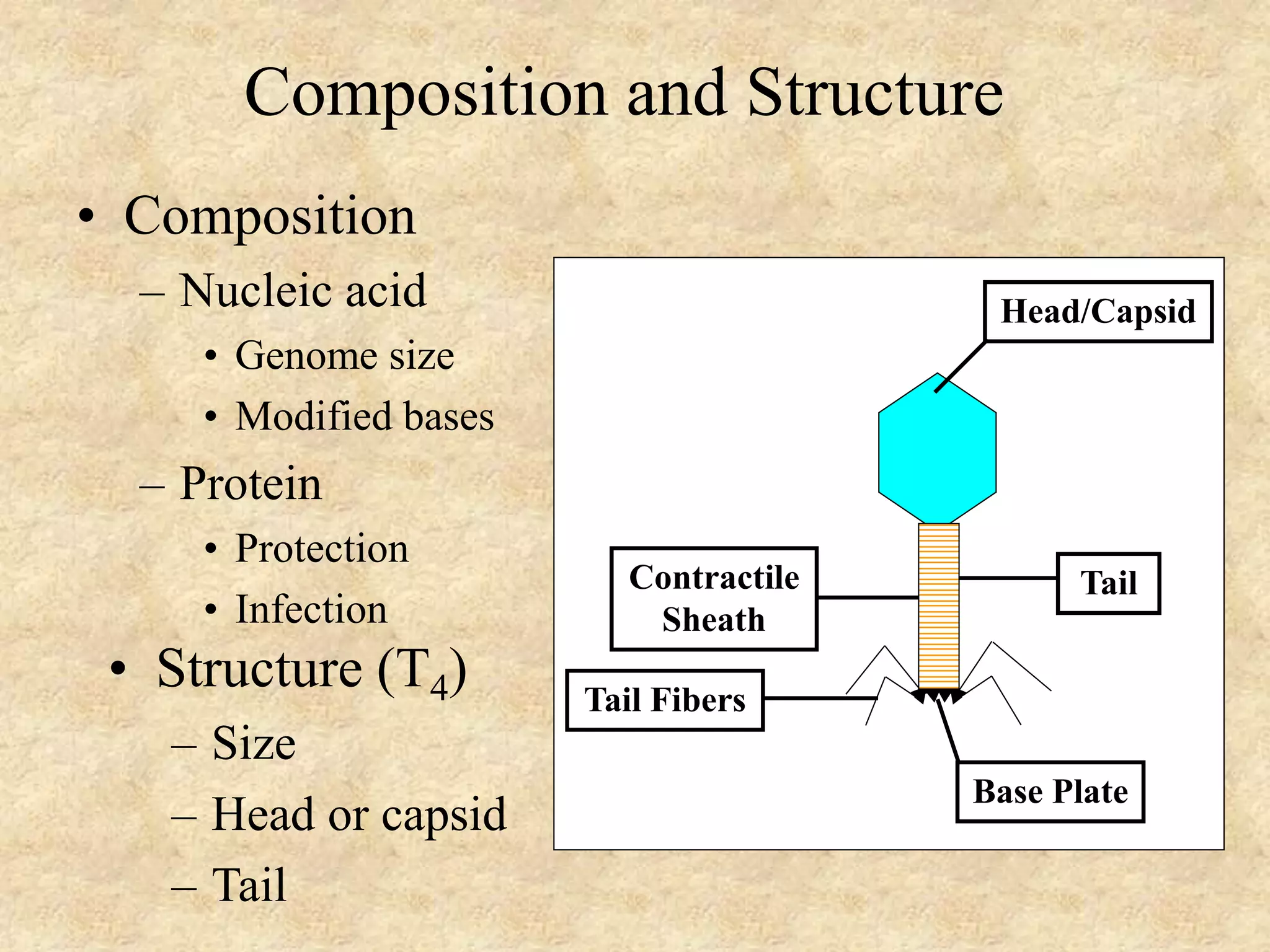 BACTERIOPHAGE.ppt