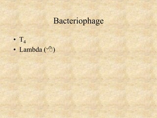 BACTERIOPHAGE.ppt