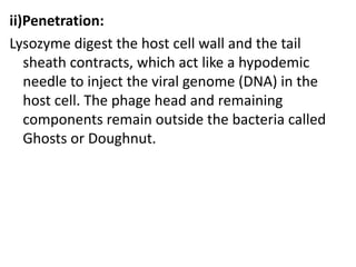 bacteriophage microbiology short notes.pptx