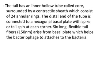 bacteriophage microbiology short notes.pptx