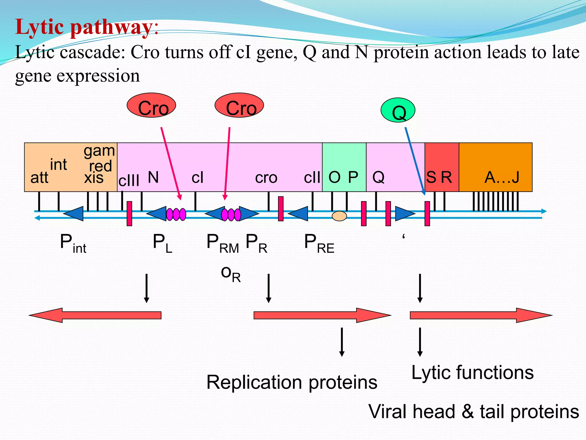 Bacteriophage and replication | PPTX