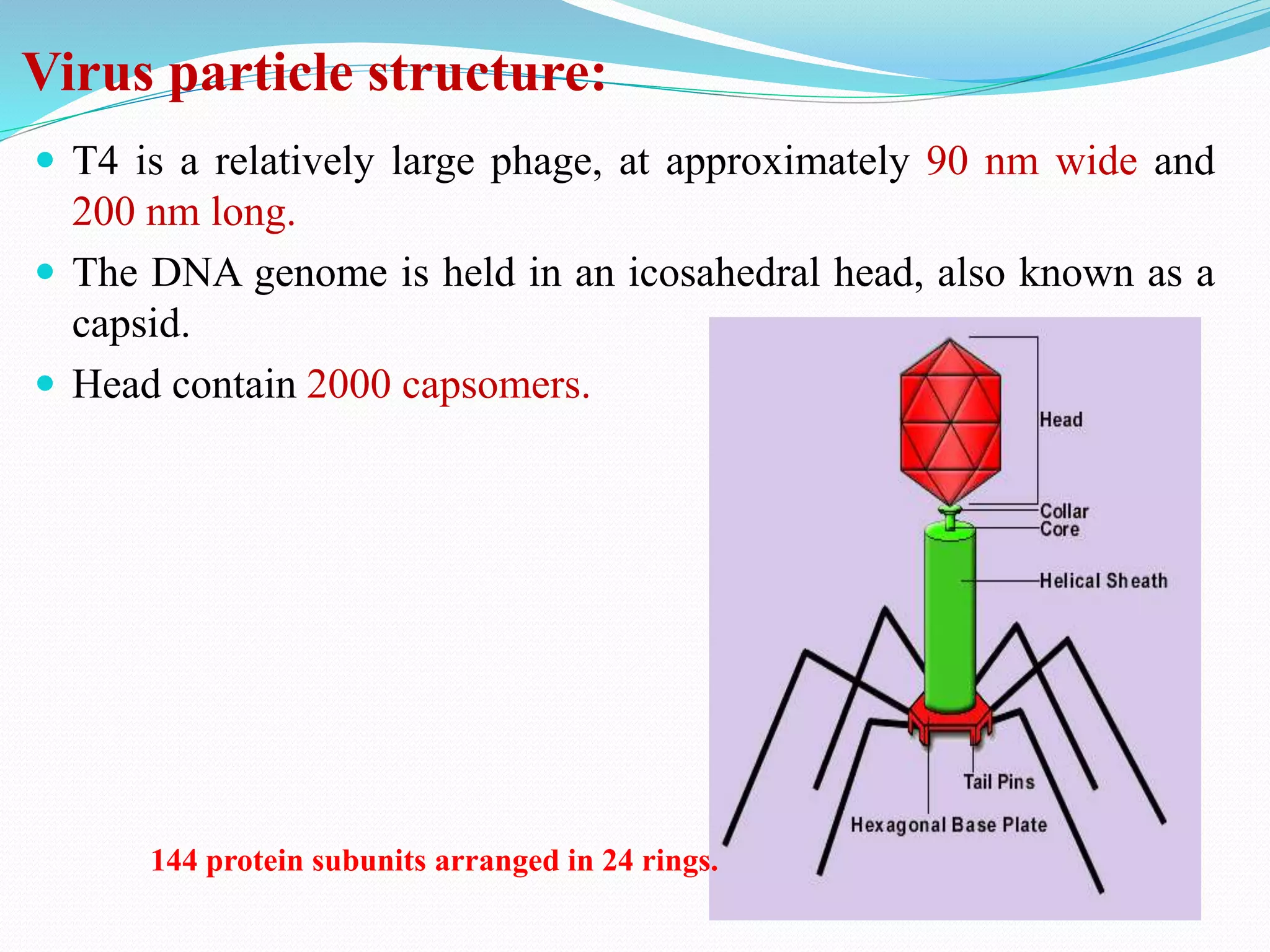 Bacteriophage and replication | PPTX