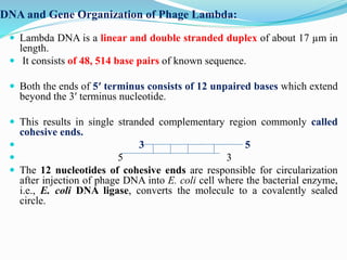 Bacteriophage and replication | PPTX