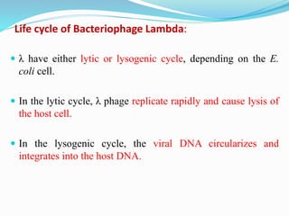 Bacteriophage and replication | PPTX | Biological Sciences | Science