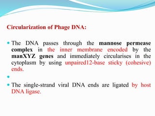 Bacteriophage and replication | PPTX