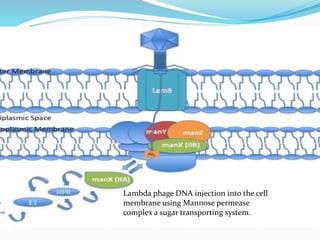 Bacteriophage and replication | PPTX