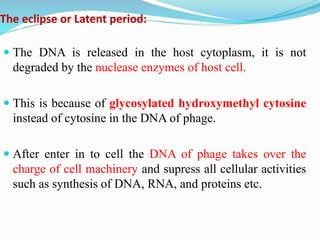 Bacteriophage and replication | PPTX