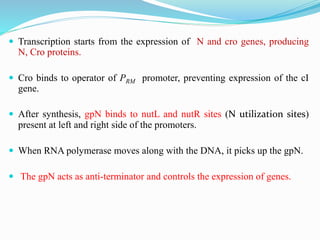 Bacteriophage and replication | PPTX