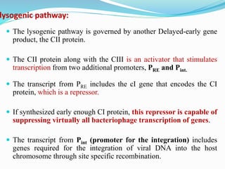 Bacteriophage and replication | PPTX